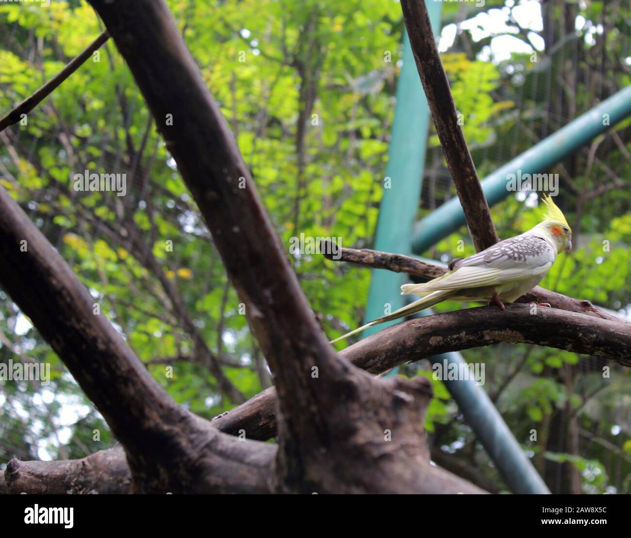 Flora of indonesia hi-res stock photography and images - Alamy