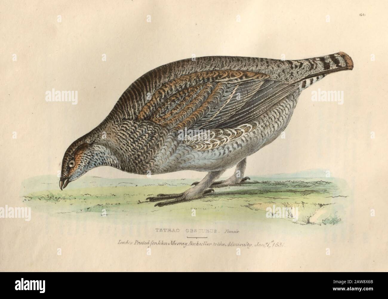 Female dusky grouse (Dendragapus obscurus syn Tetrao obscurus) color ...