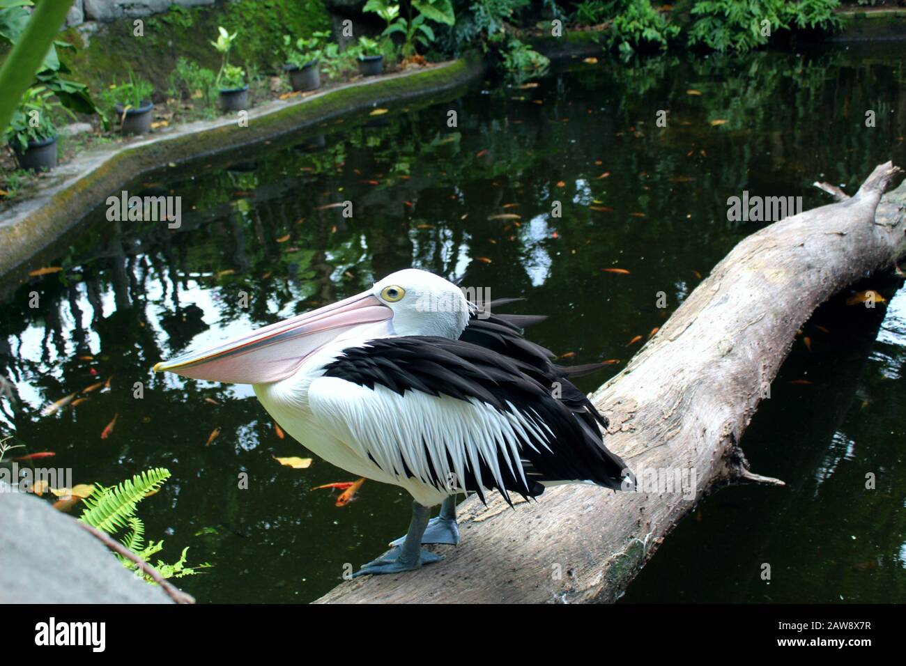 the beauty of flora in Indonesia Stock Photo - Alamy