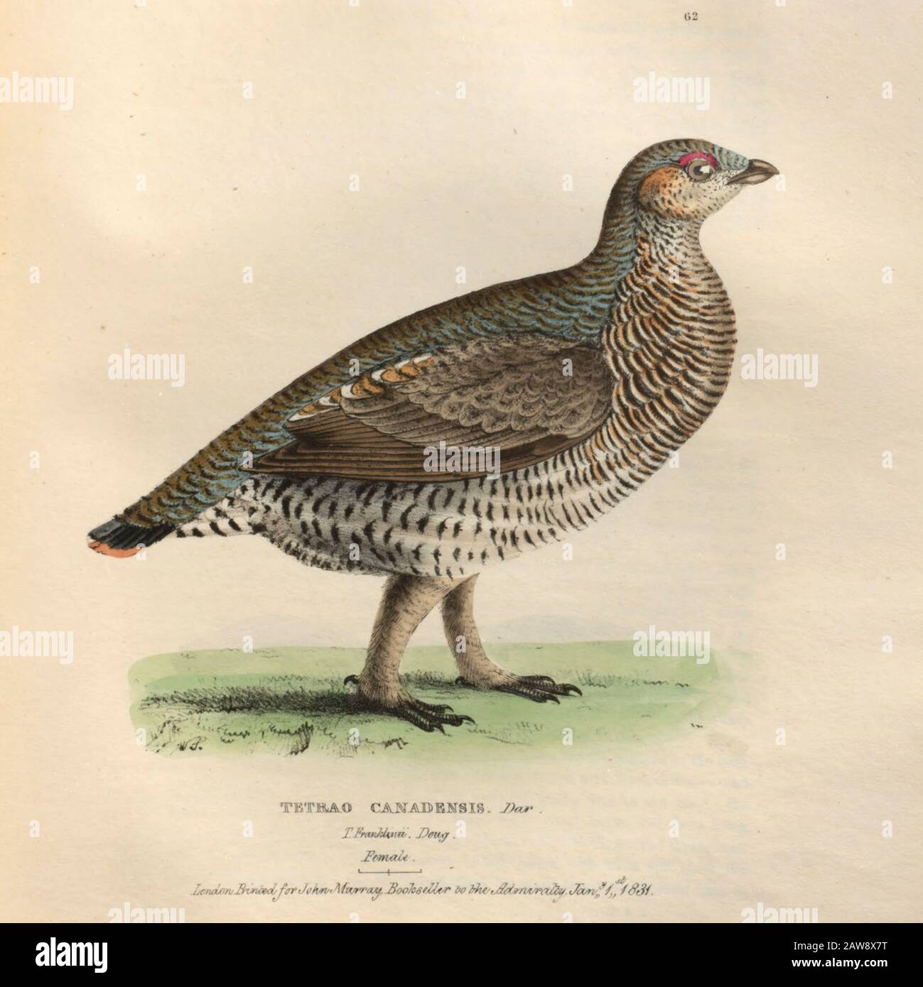 Female spruce grouse or Canada grouse (Falcipennis canadensis syn ...