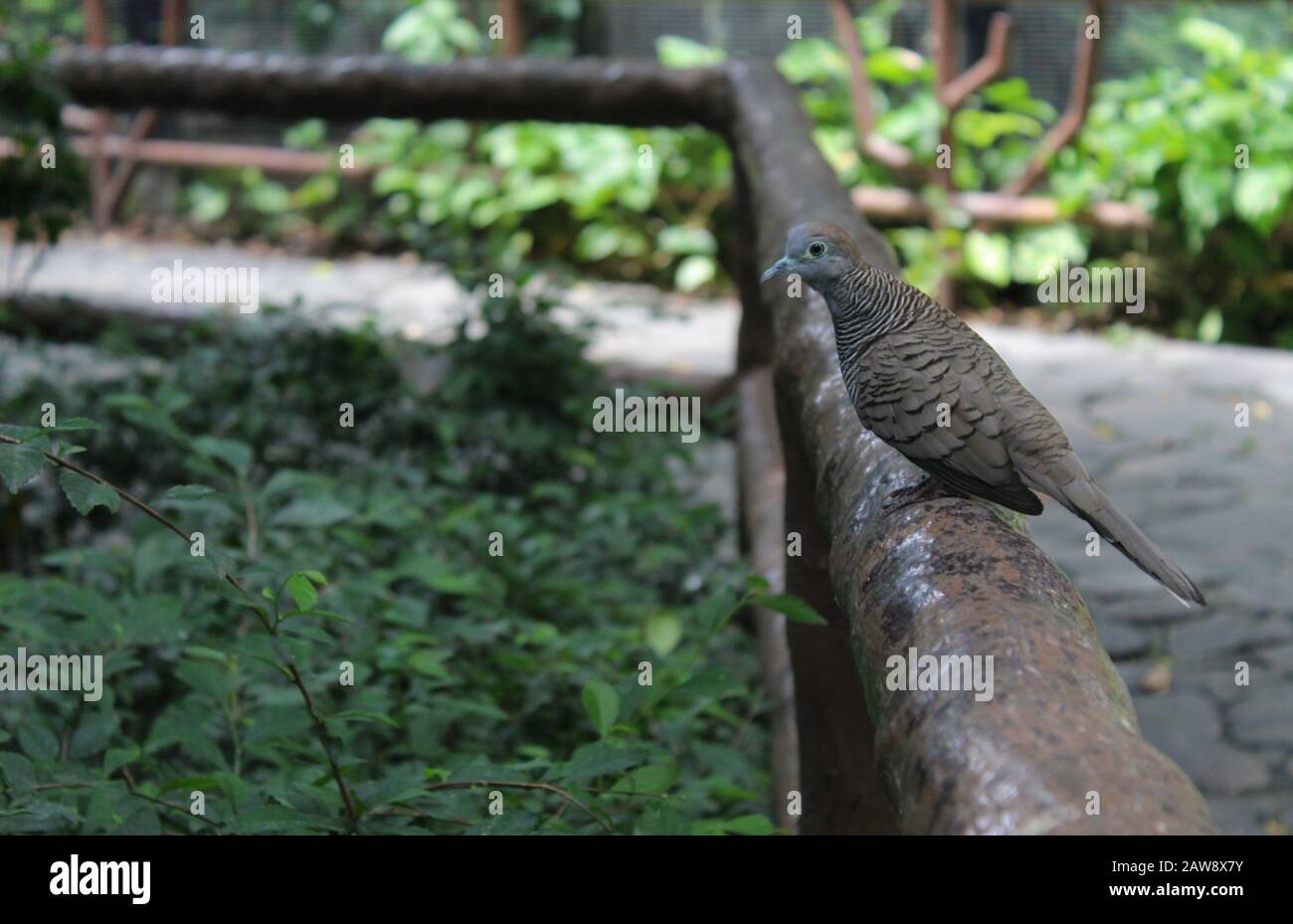 the beauty of flora in Indonesia Stock Photo - Alamy