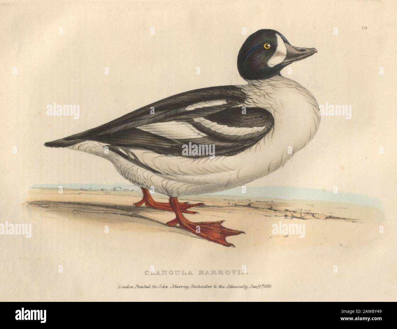 Barrows Duck (Clangula Barrovii), color plate of North American birds ...