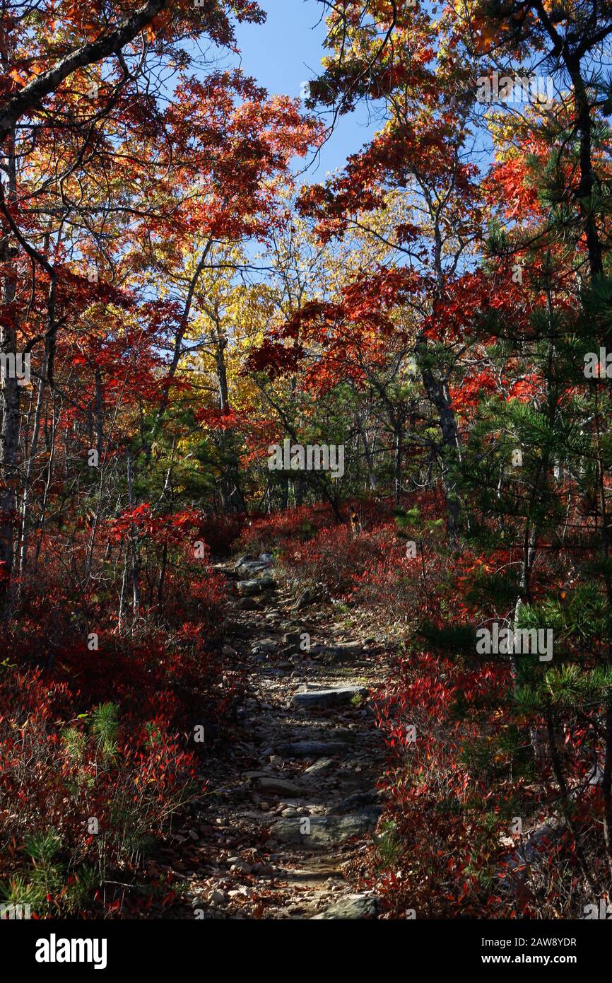 Hike in the woods hi-res stock photography and images - Alamy