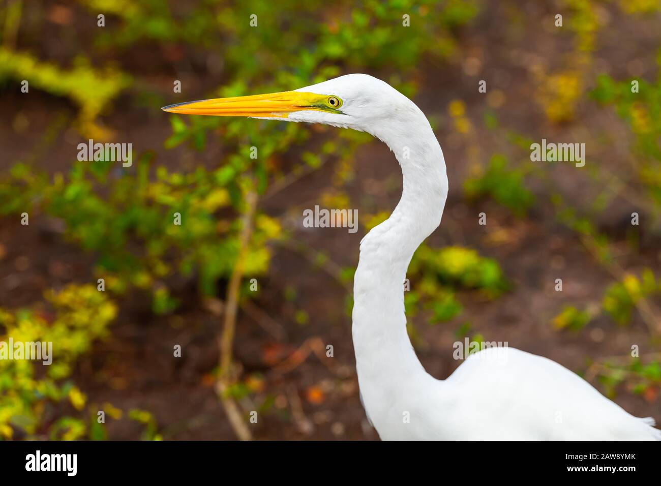 Portrait of the great egret also known as the common egret or large ...
