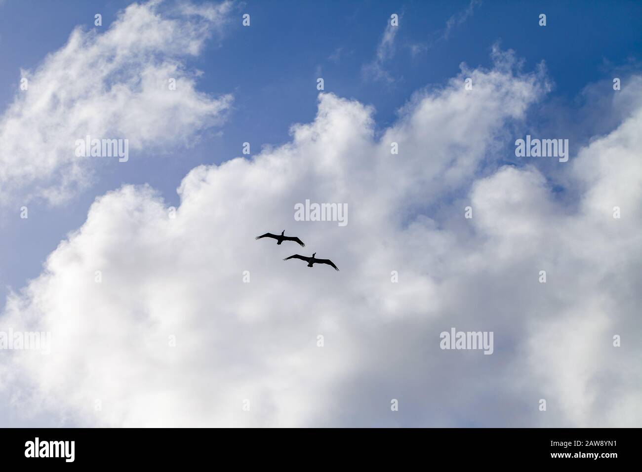 Two pelicans fly in the blue cloudy sky Stock Photo - Alamy