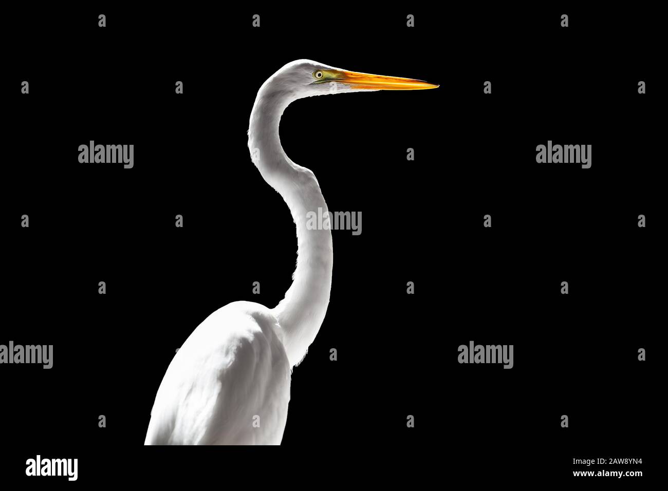 Profile portrait of the great egret isolated on black background Stock ...