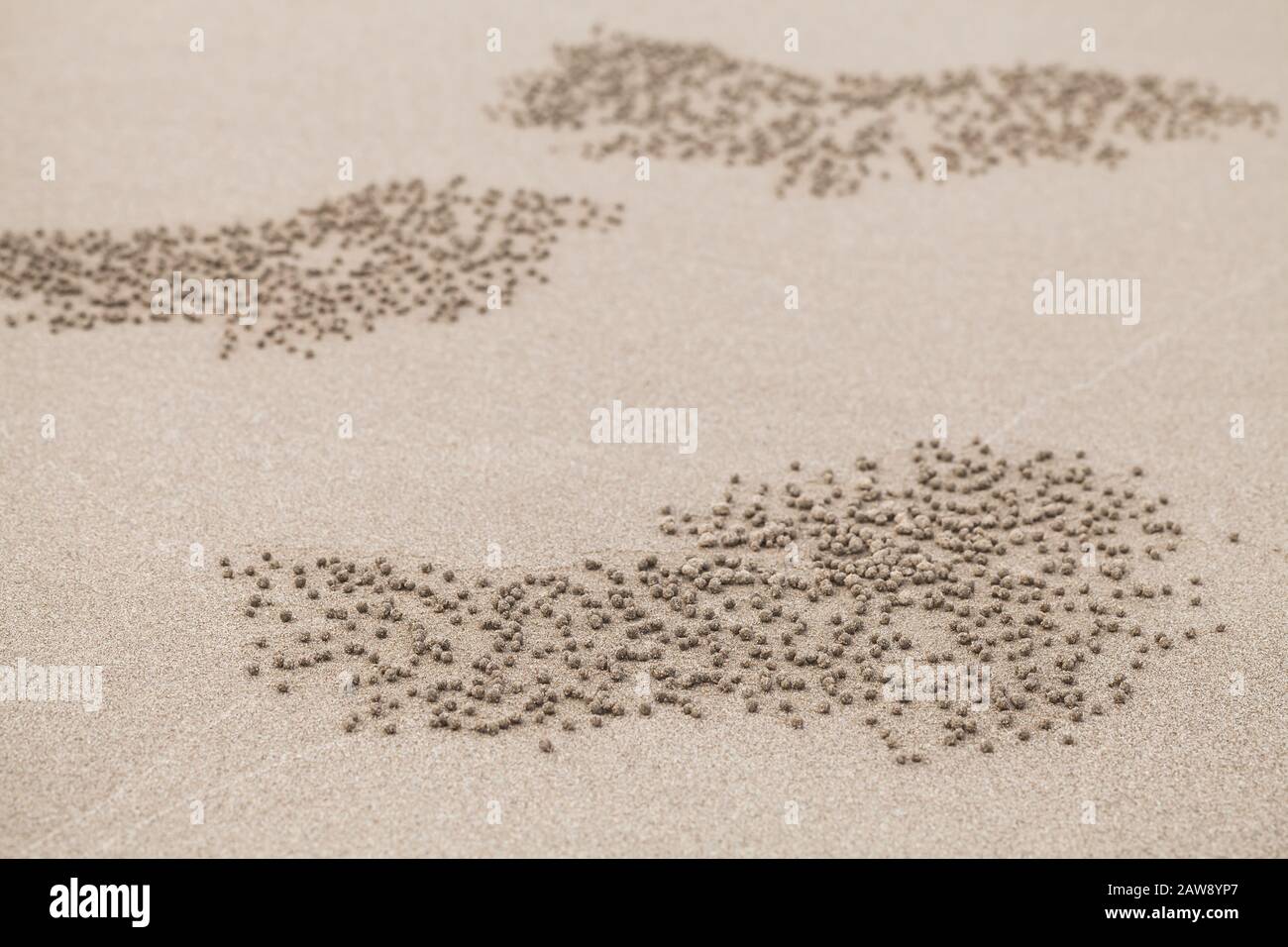 Patterns of small balls of sand made by sand bubbler crabs, natural ...