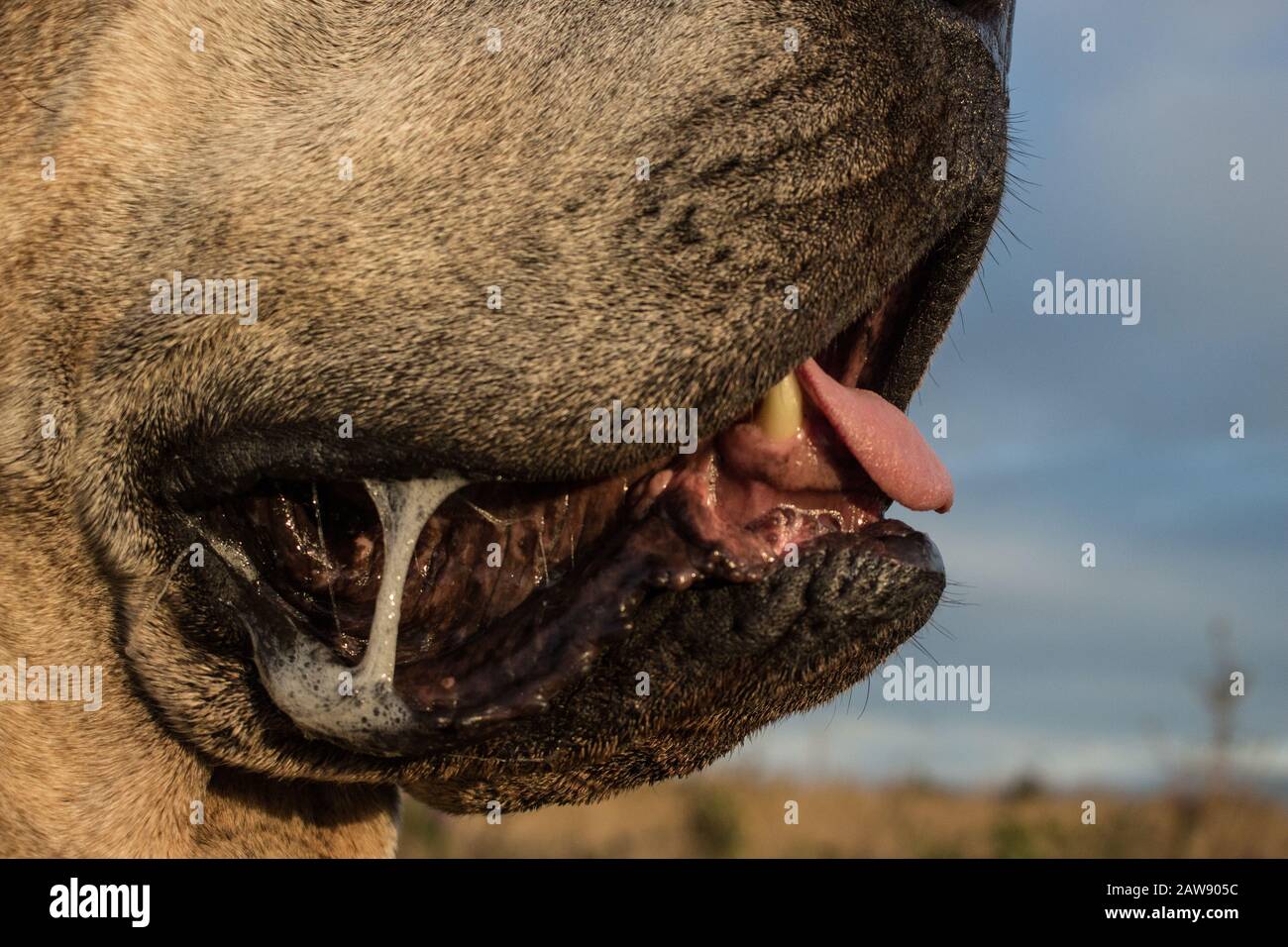 Rabid dog hi-res stock photography and images - Alamy