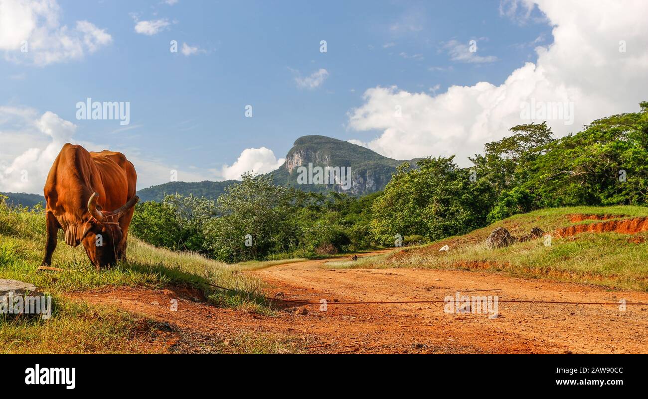 Bull riding in del rio hi-res stock photography and images - Alamy