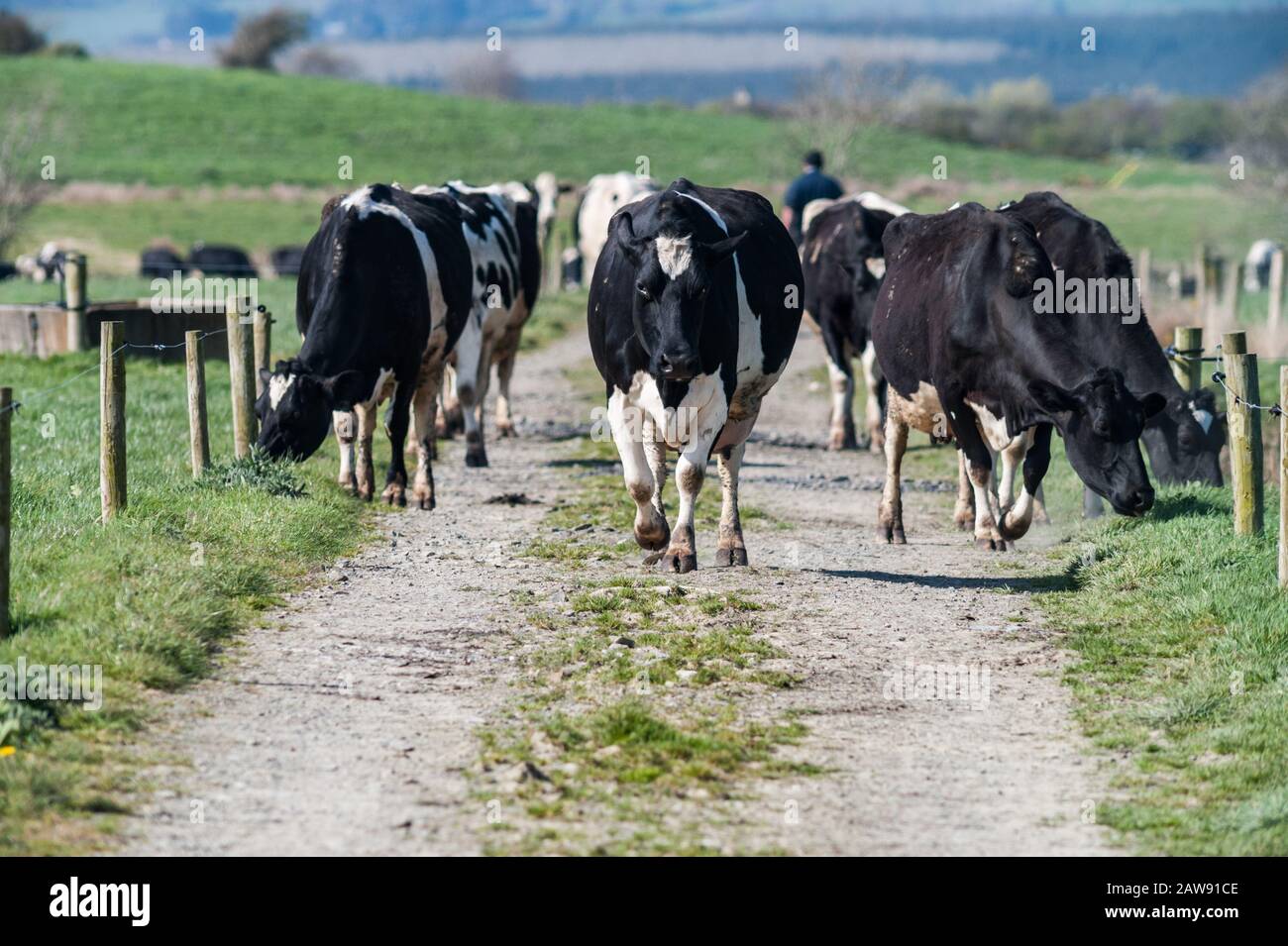 Herd of dairy cows walking on a path through grass meadows in rural ...