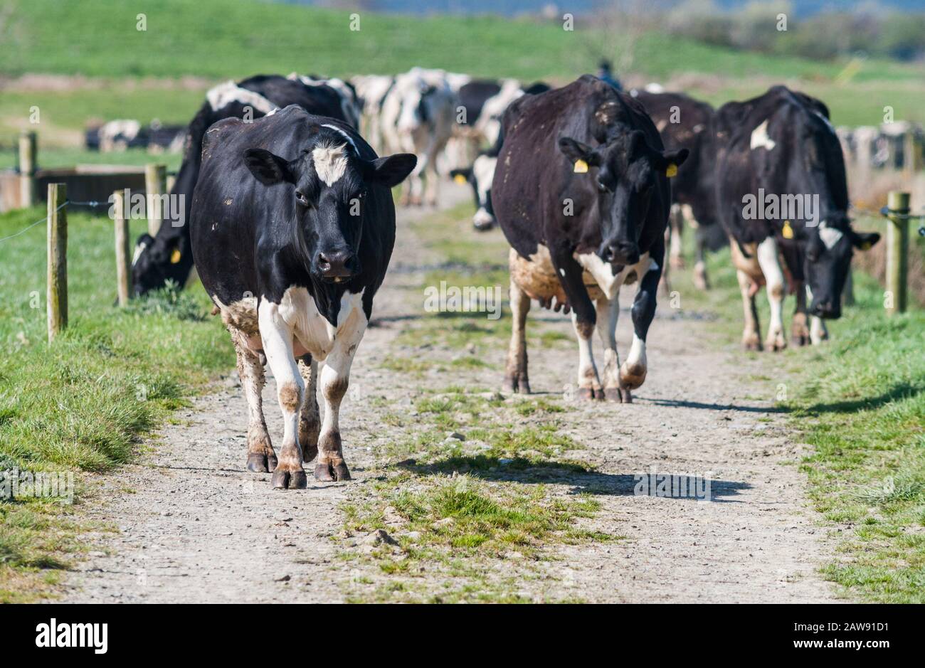 Herd of dairy cows walking on a path through grass meadows in rural ...