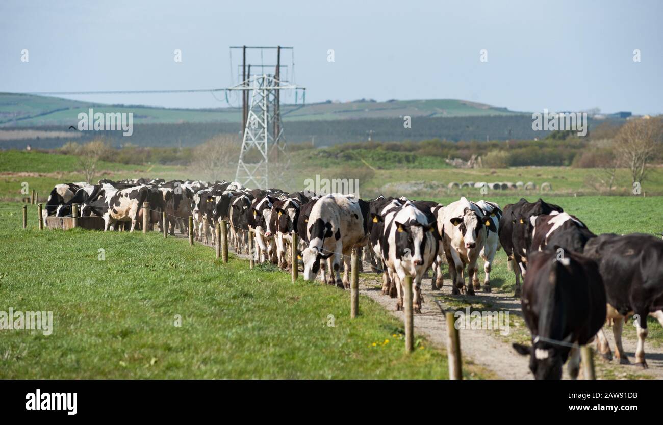 Herd of dairy cows walking on a path through grass meadow farmland in ...