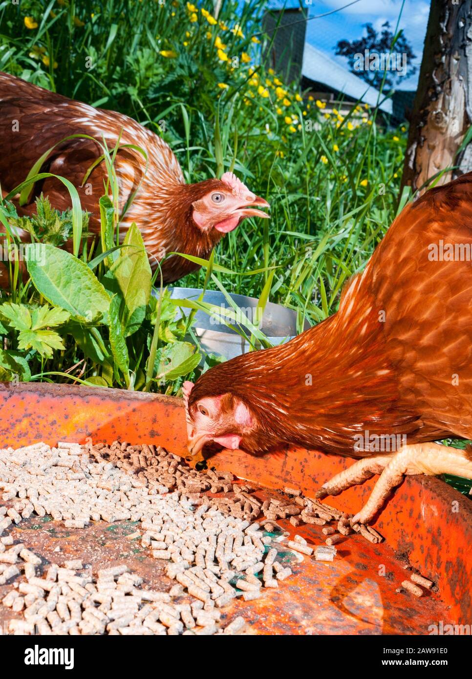 Free range chickens eating food pellets outdoors on a farm Stock Photo ...