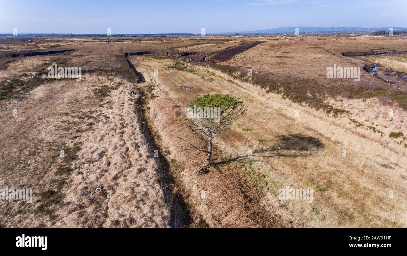 aerial view of single tree peat bog landscape in rural Ireland Stock ...