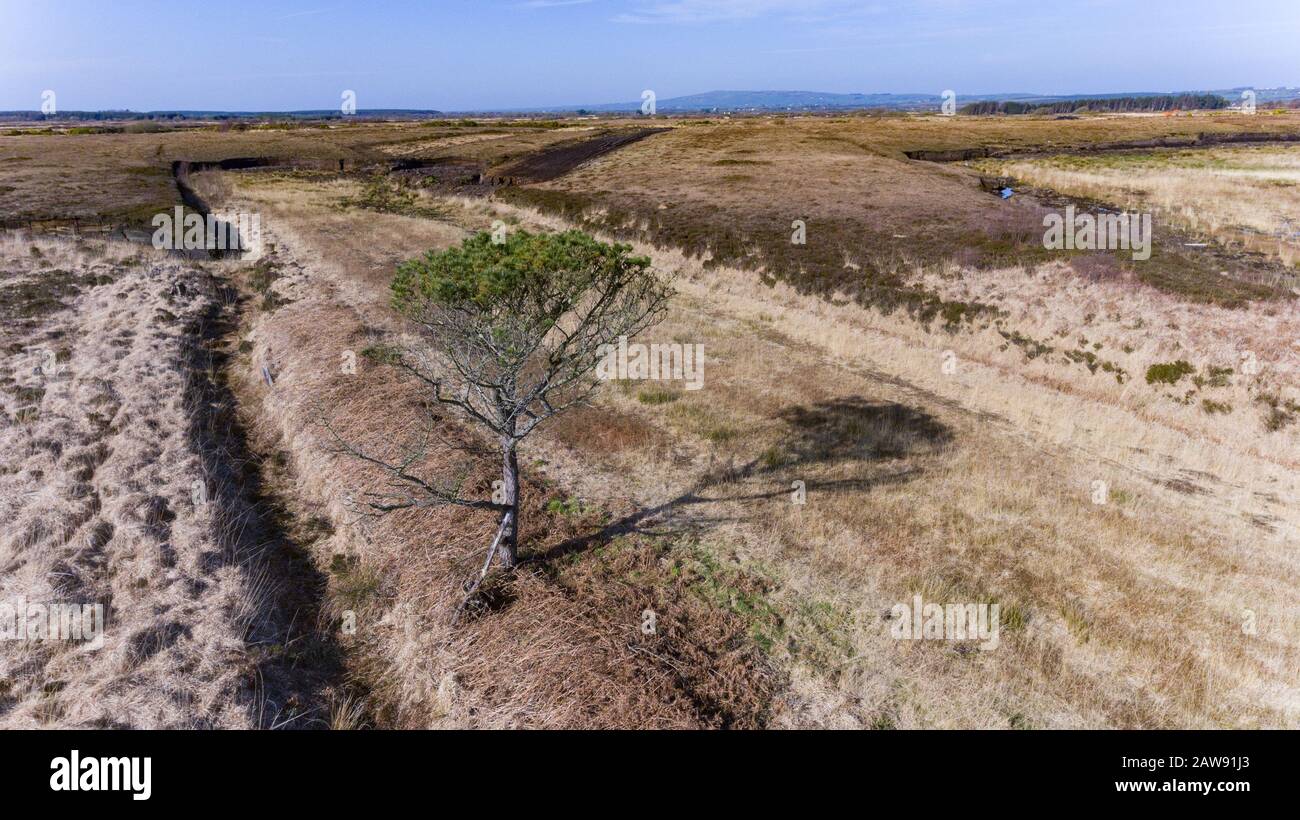 aerial view of single tree peat bog landscape in rural Ireland Stock ...