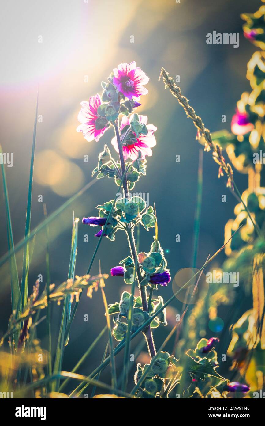 Cross process effect hi-res stock photography and images - Alamy