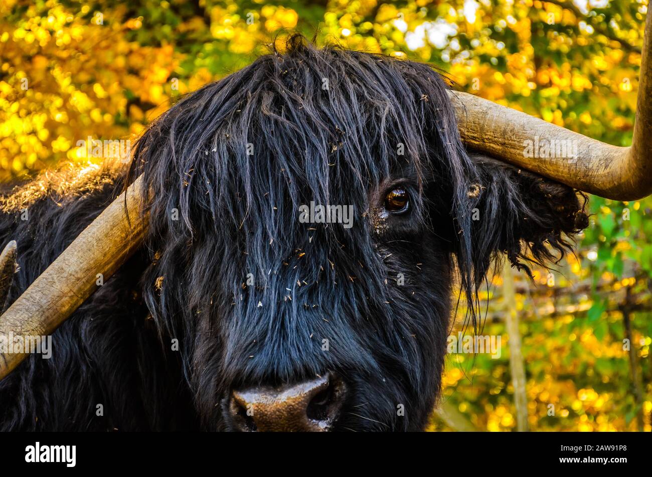 Farm Animals In Massachusetts Stock Photo - Alamy