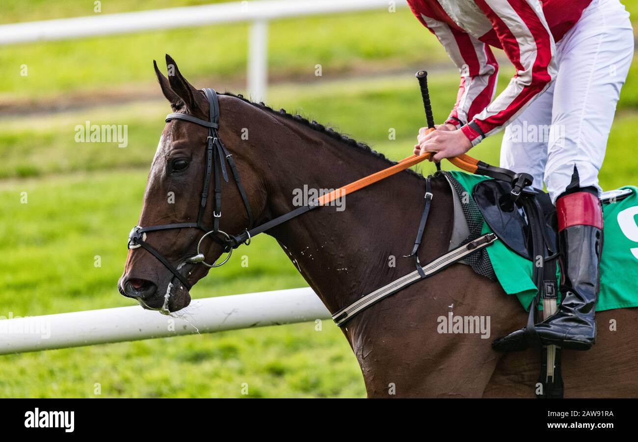 Close-up detail on galloping race horse in action Stock Photo - Alamy