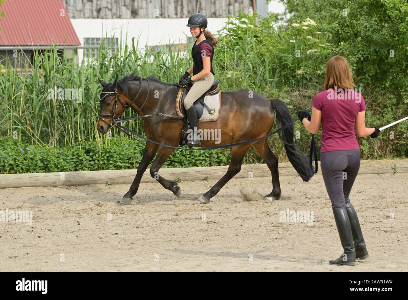Lunge riding lesson, girl wearing helmet and a back protector riding on ...
