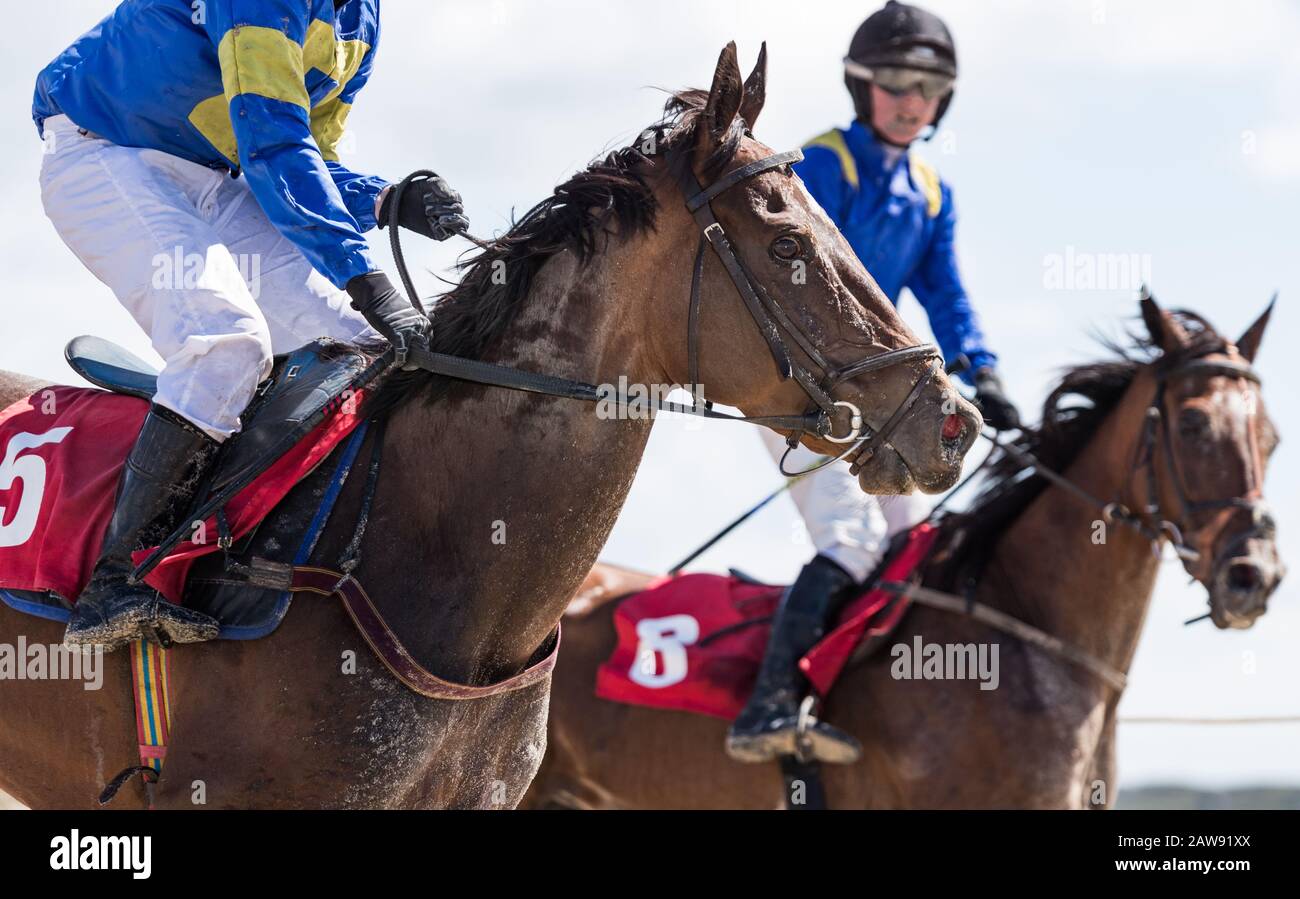 close-up on galloping race horse on the beach Stock Photo - Alamy