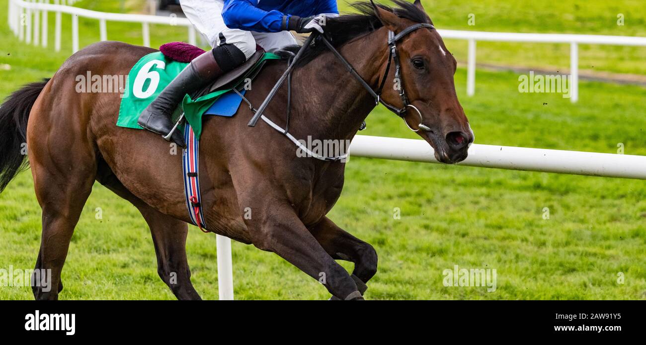Close-up on fast moving race horse running on trhe track Stock Photo ...