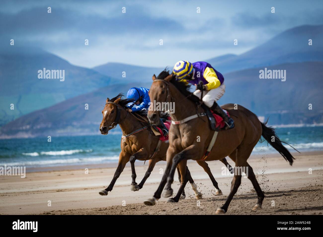 two race horses and jockeyg galloping for position in a race on the ...