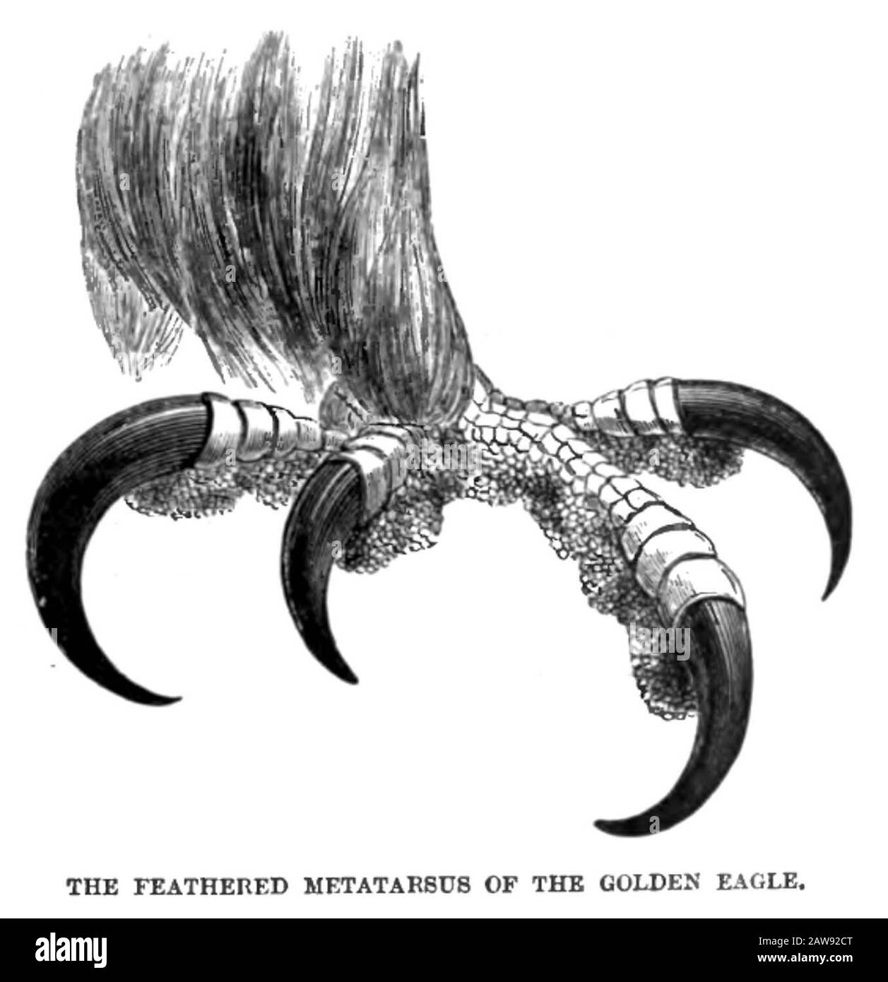 Eagle Talons High Resolution Stock Photography and Images - Alamy