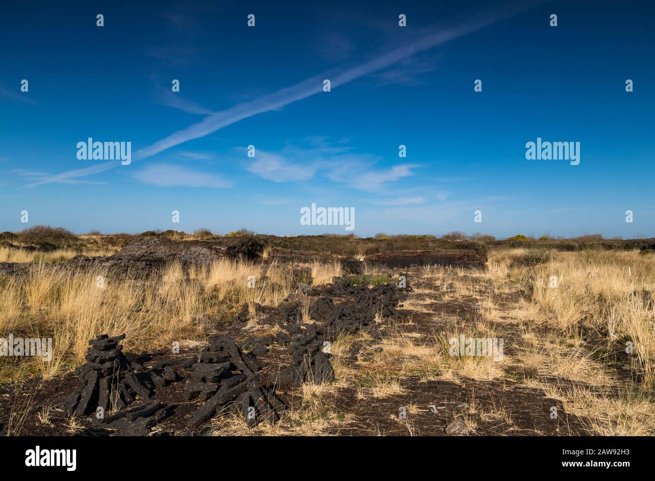 Cultivated peat bog bricks stacked for drying in rural Irish landscape ...