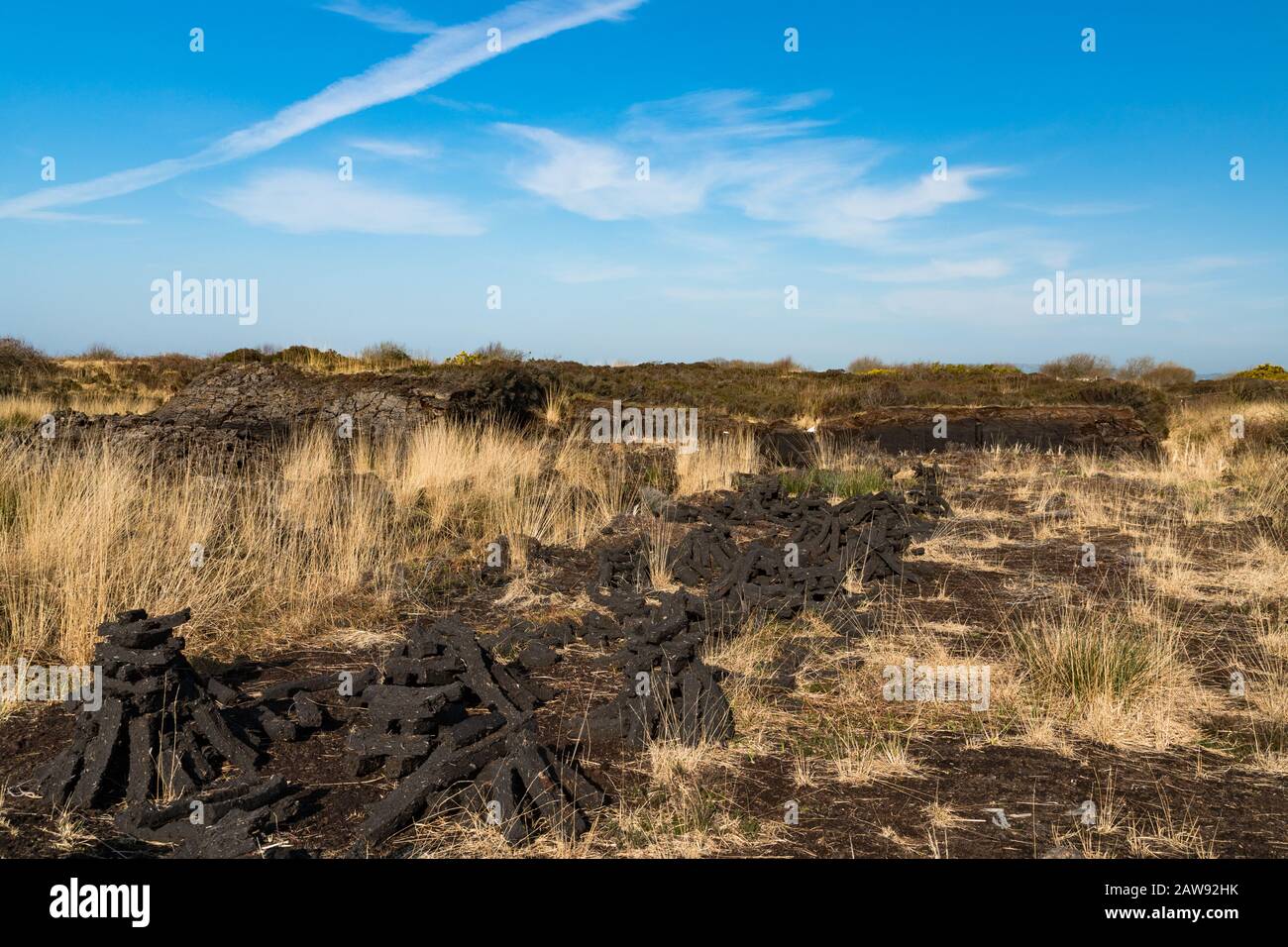 Cultivated peat bog bricks stacked for drying in rural Irish landscape ...