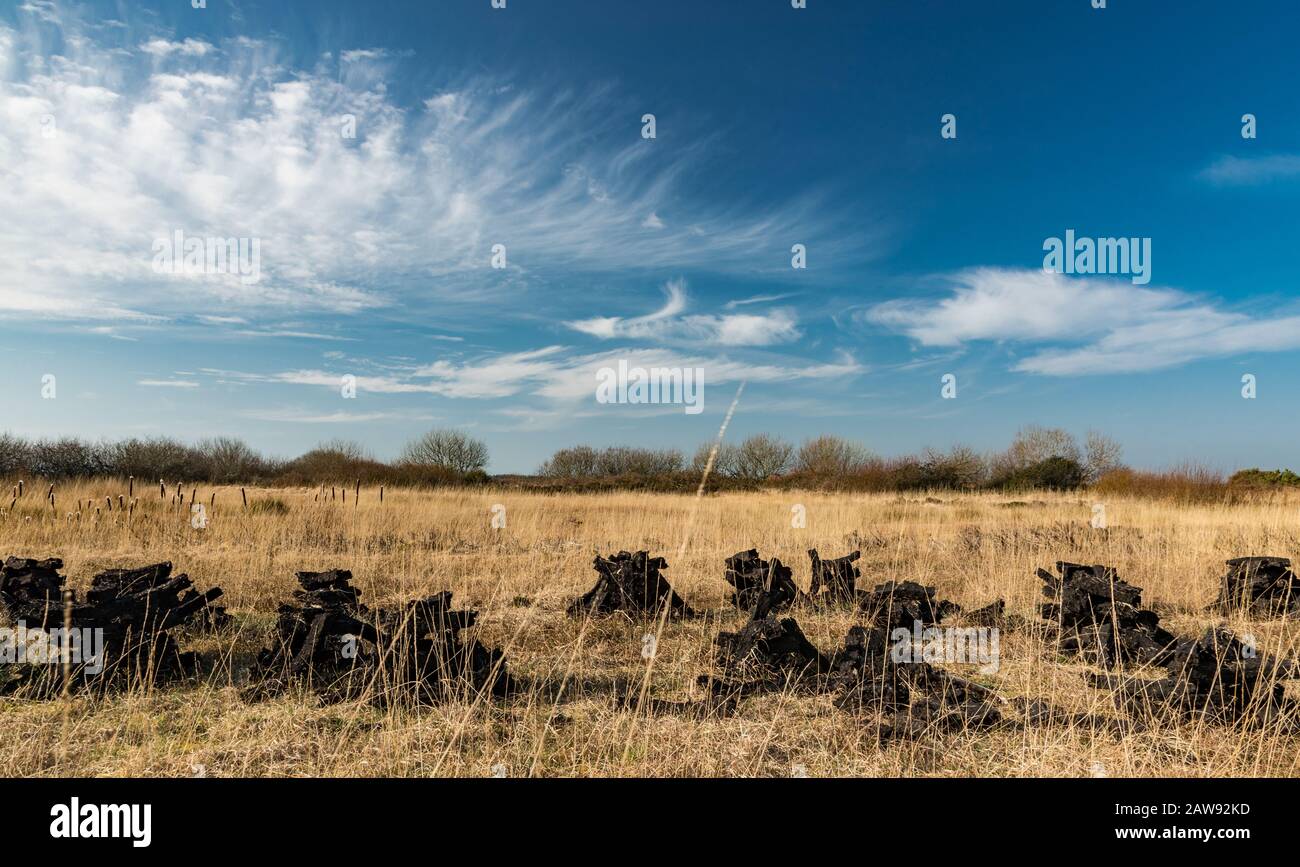 Cultivated peat bog bricks stacked for drying in rural Irish landscape ...