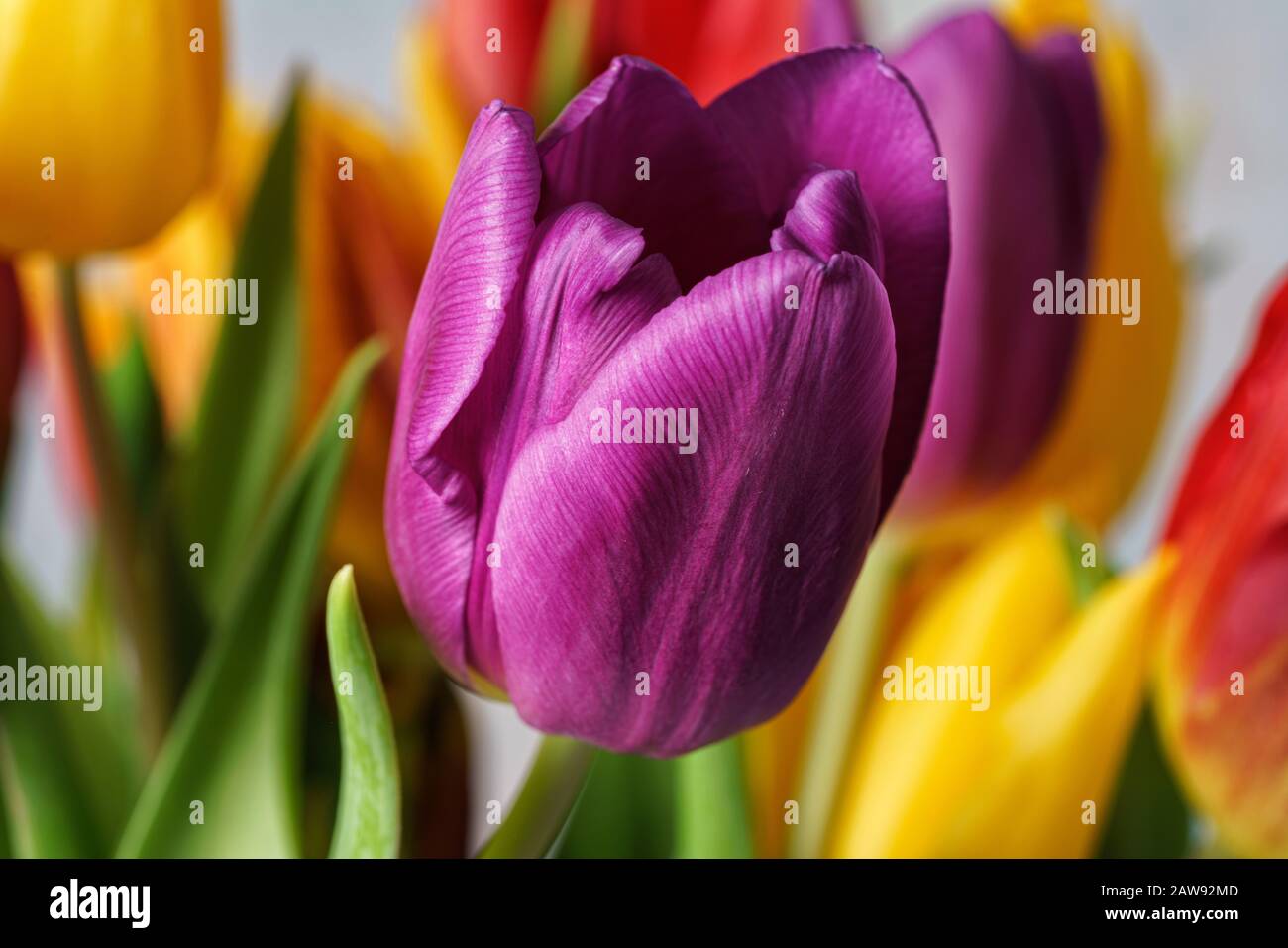 Close up portrait of a purple tulip flower Stock Photo - Alamy