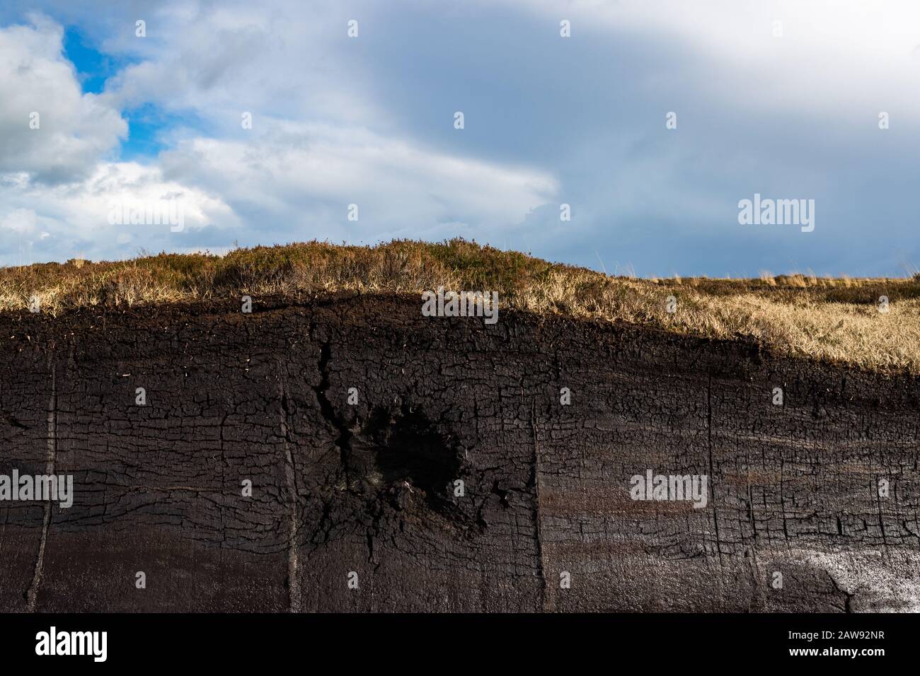 Cross section of cultivated peat bog earth crust landscape in rural ...