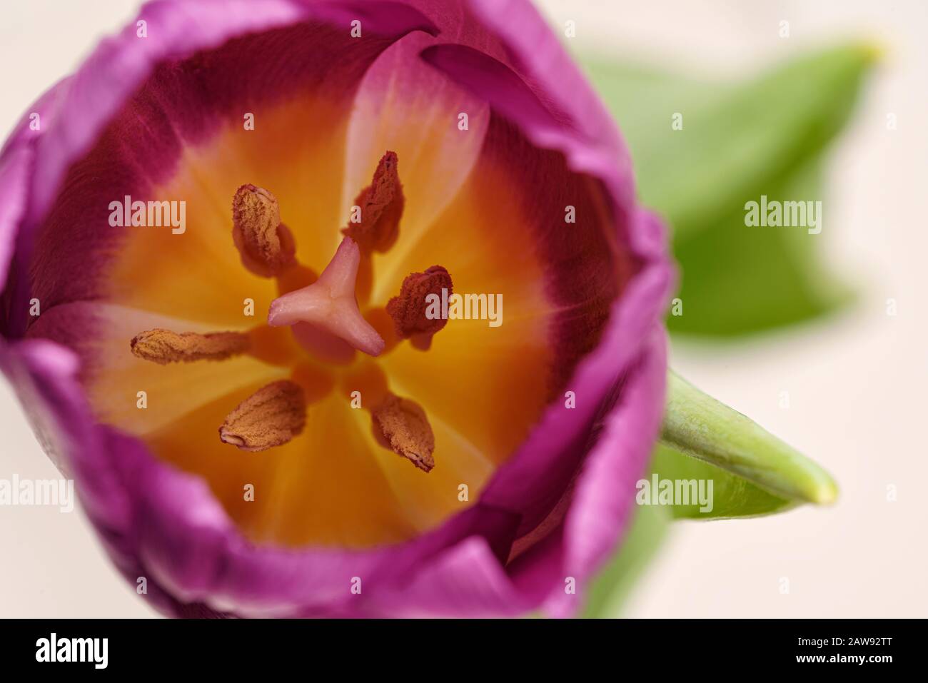 Stigma Of Flowers High Resolution Stock Photography and Images - Alamy