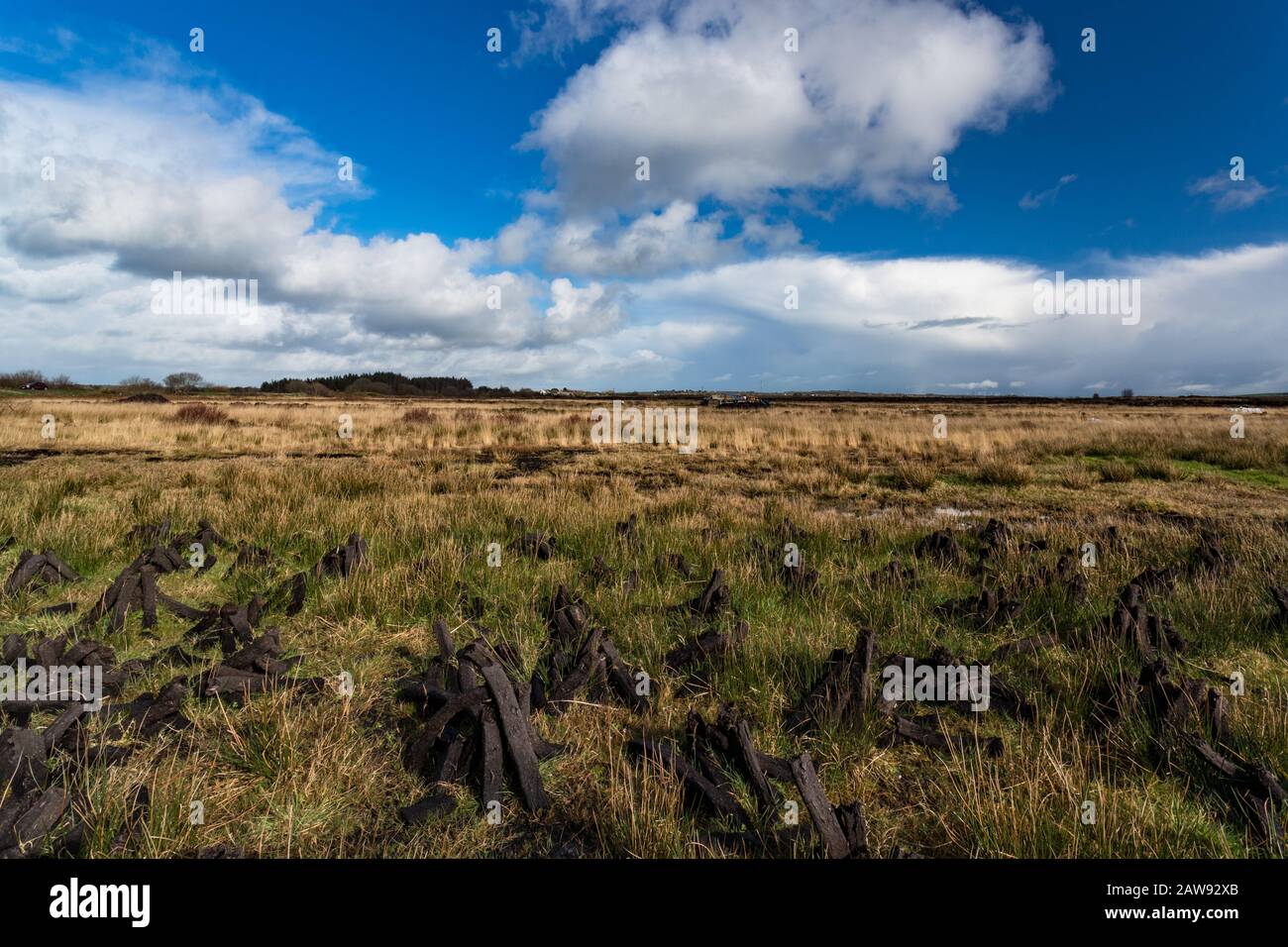 Cultivated peat bog bricks stacked for drying in rural Irish landscape ...