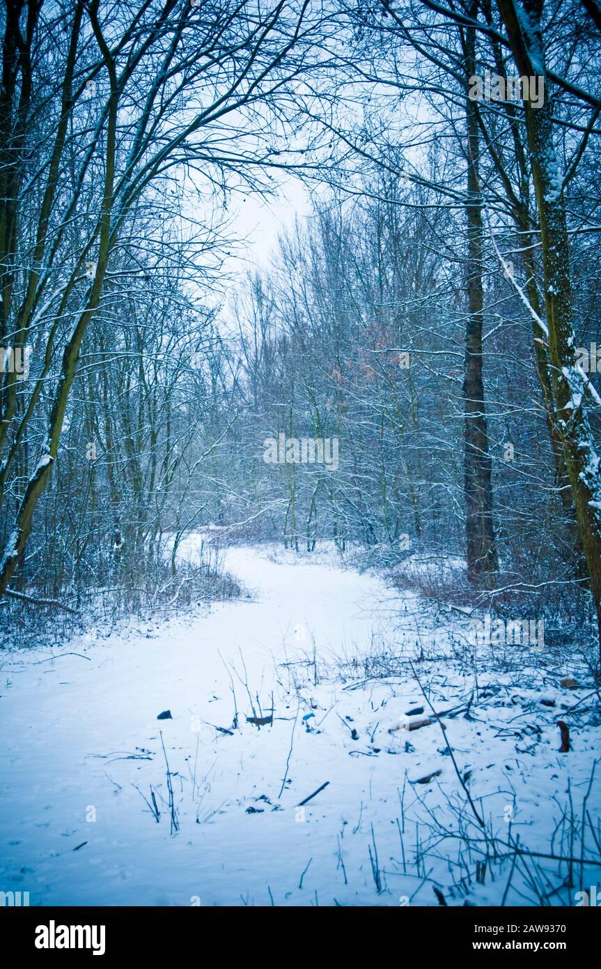 winter landscape with a path in nature flanked by trees covered by snow ...