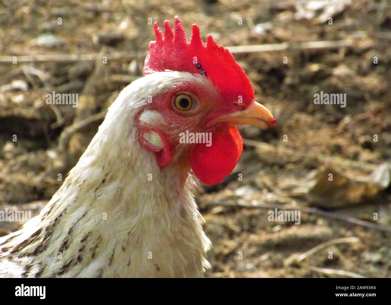 Rohini river bank grazing many sheep & Black Drongo Bird sitting on a ...