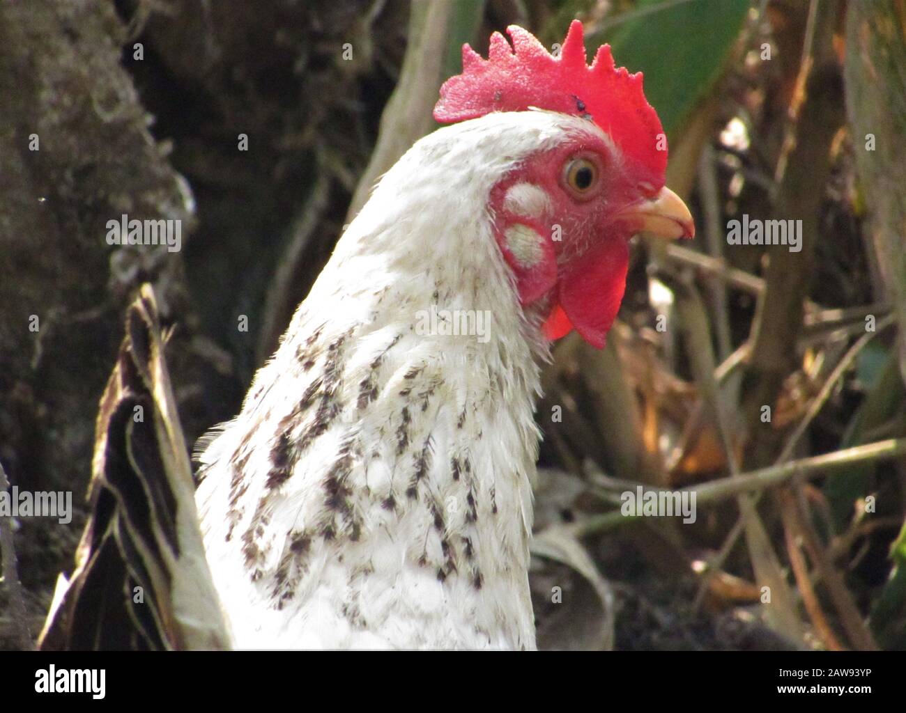 Rohini river bank grazing many sheep & Black Drongo Bird sitting on a ...
