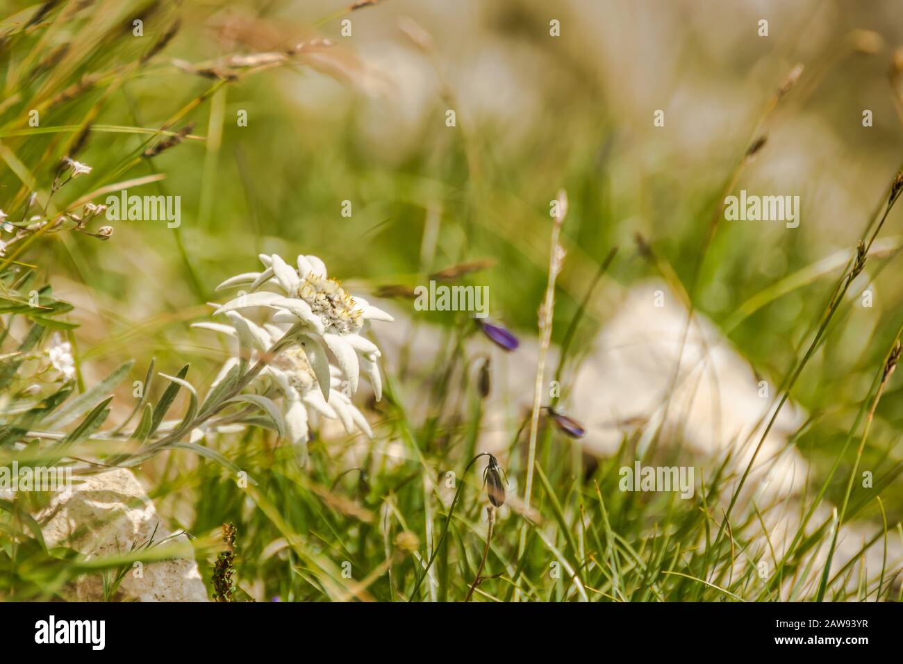 Flowers of the Alps Stock Photo - Alamy
