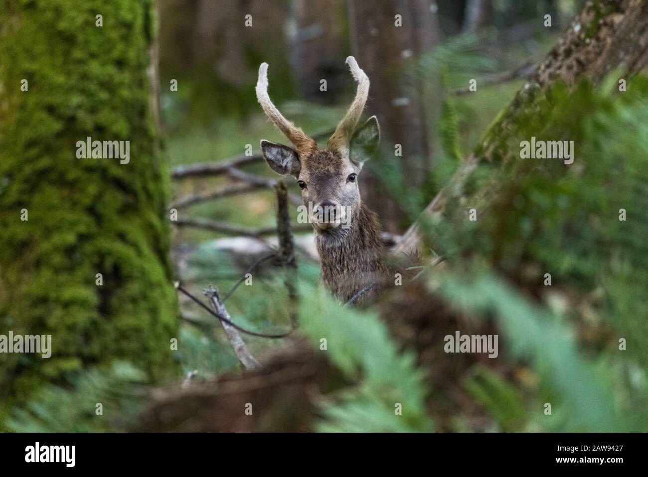 Buck behind a tree hi-res stock photography and images - Alamy