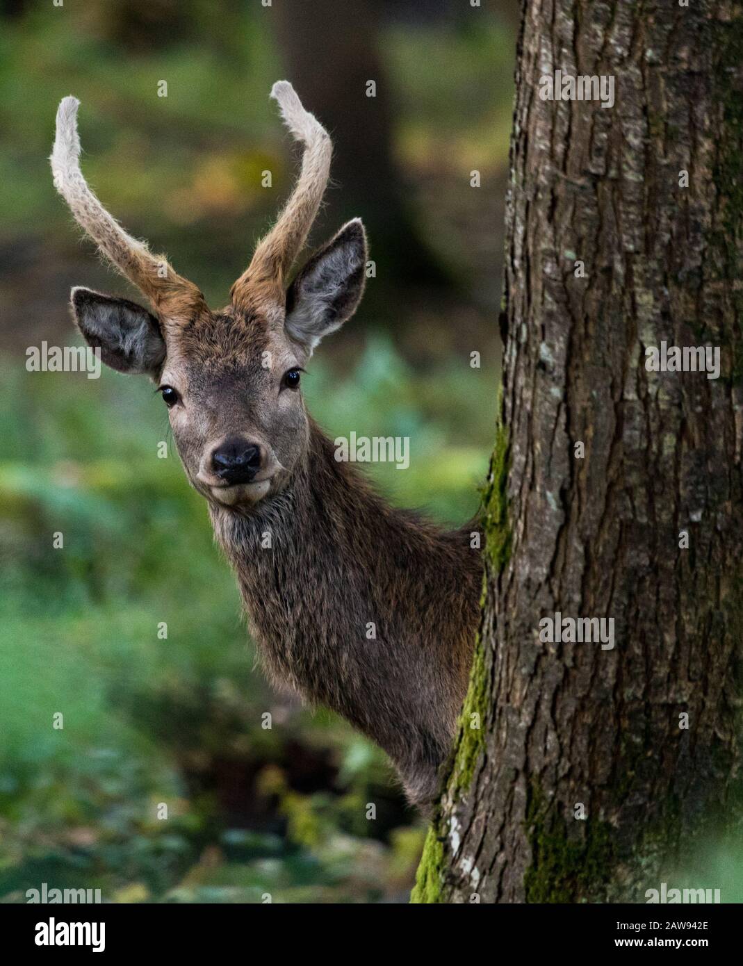 Buck behind a tree hi-res stock photography and images - Alamy