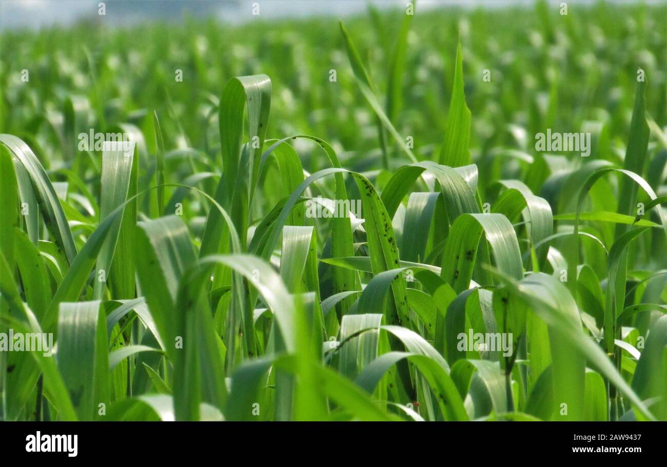 Rohini river bank grazing many sheep & Black Drongo Bird sitting on a ...