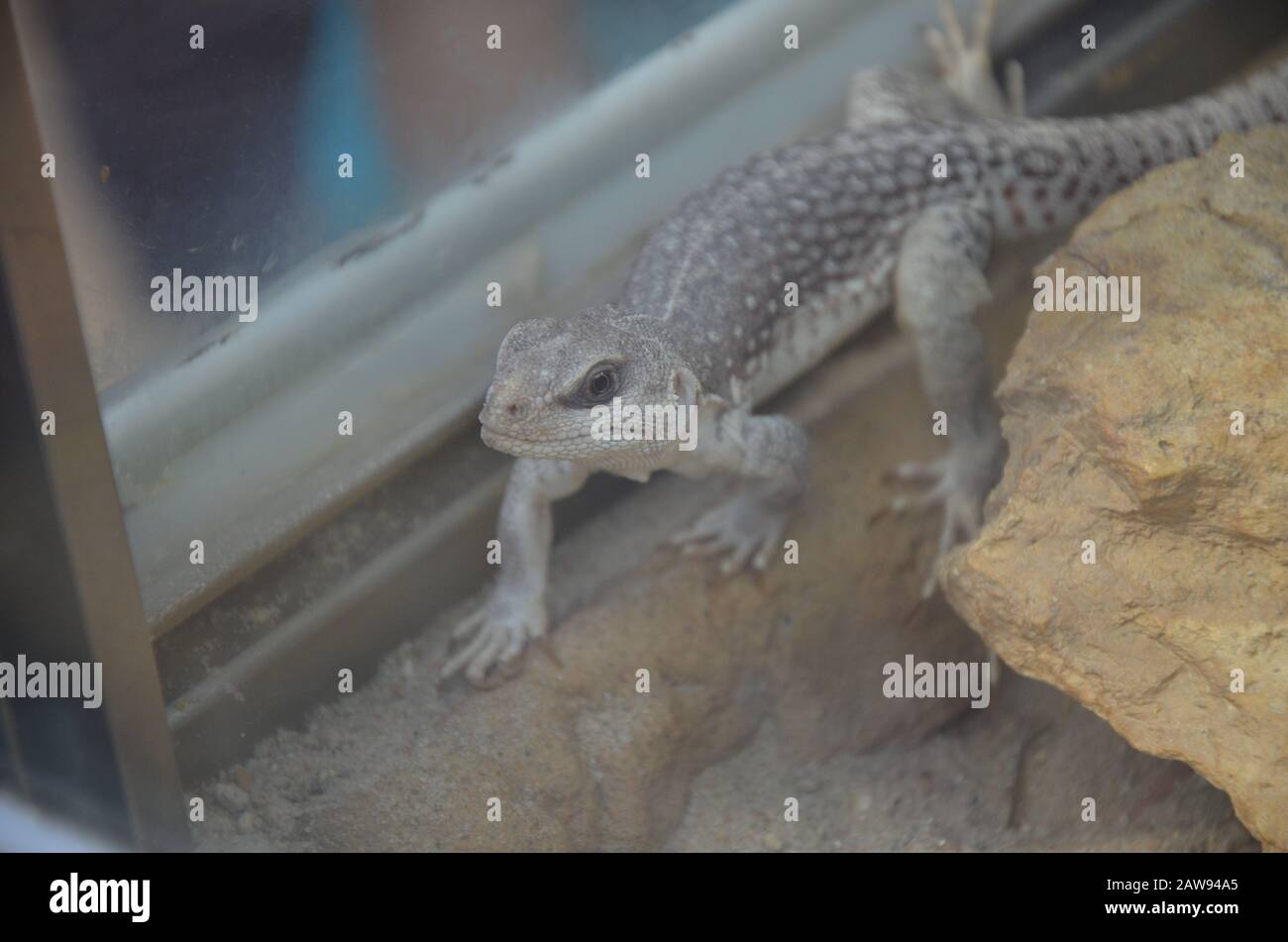 Australian water dragon, Physignathus lesueurii Stock Photo - Alamy