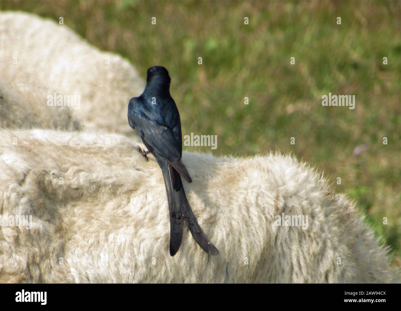 Rohini river bank grazing many sheep & Black Drongo Bird sitting on a ...