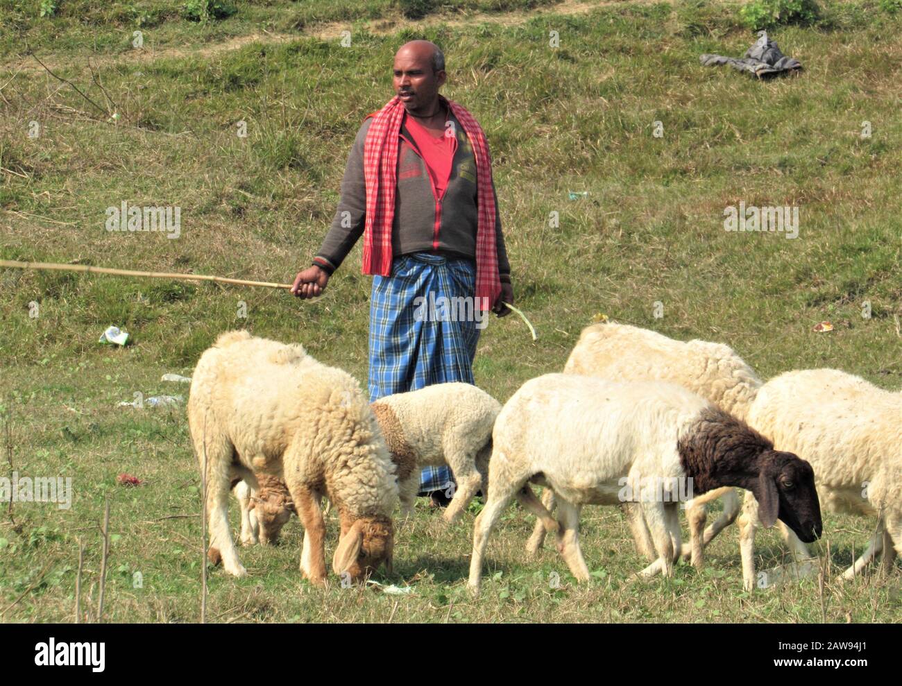 Rohini river bank grazing many sheep & Black Drongo Bird sitting on a ...