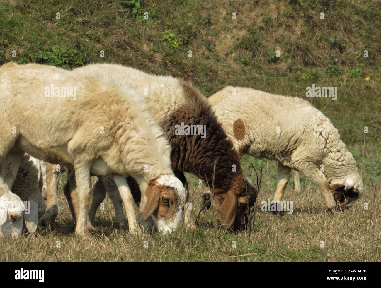 Rohini river bank grazing many sheep & Black Drongo Bird sitting on a ...