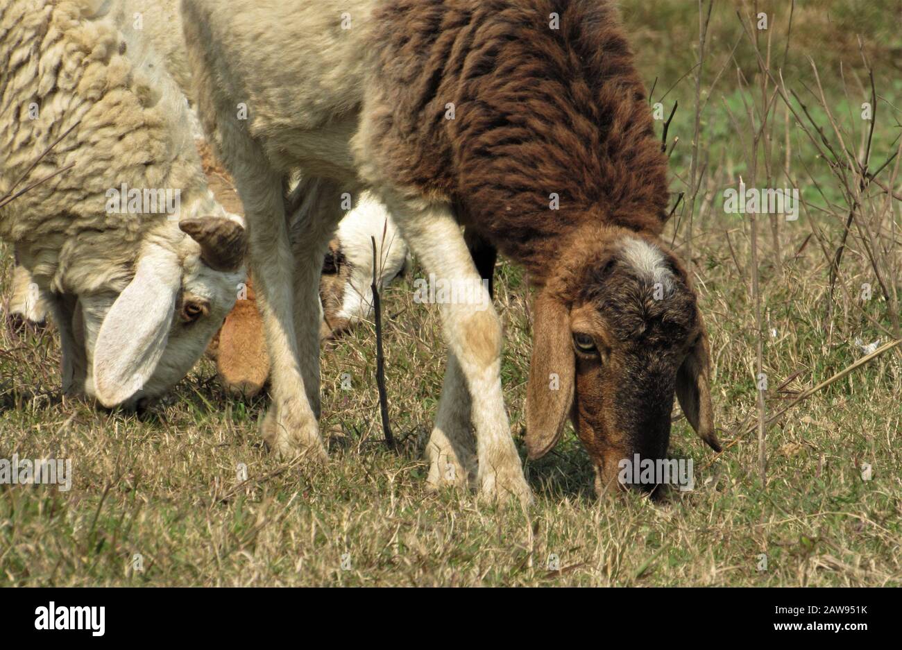 Rohini river bank grazing many sheep & Black Drongo Bird sitting on a ...