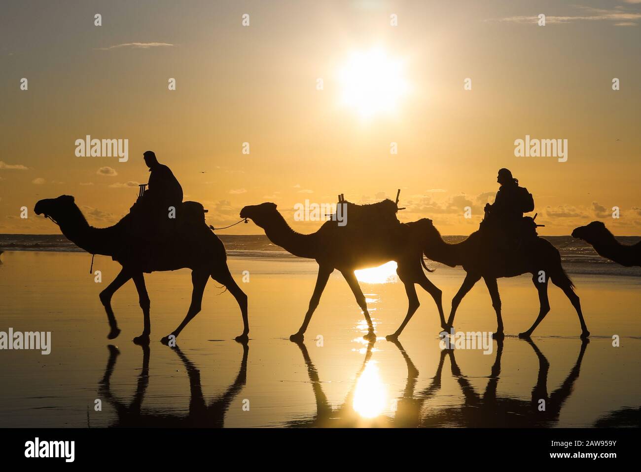 Camels at sunset in Morocco Stock Photo - Alamy