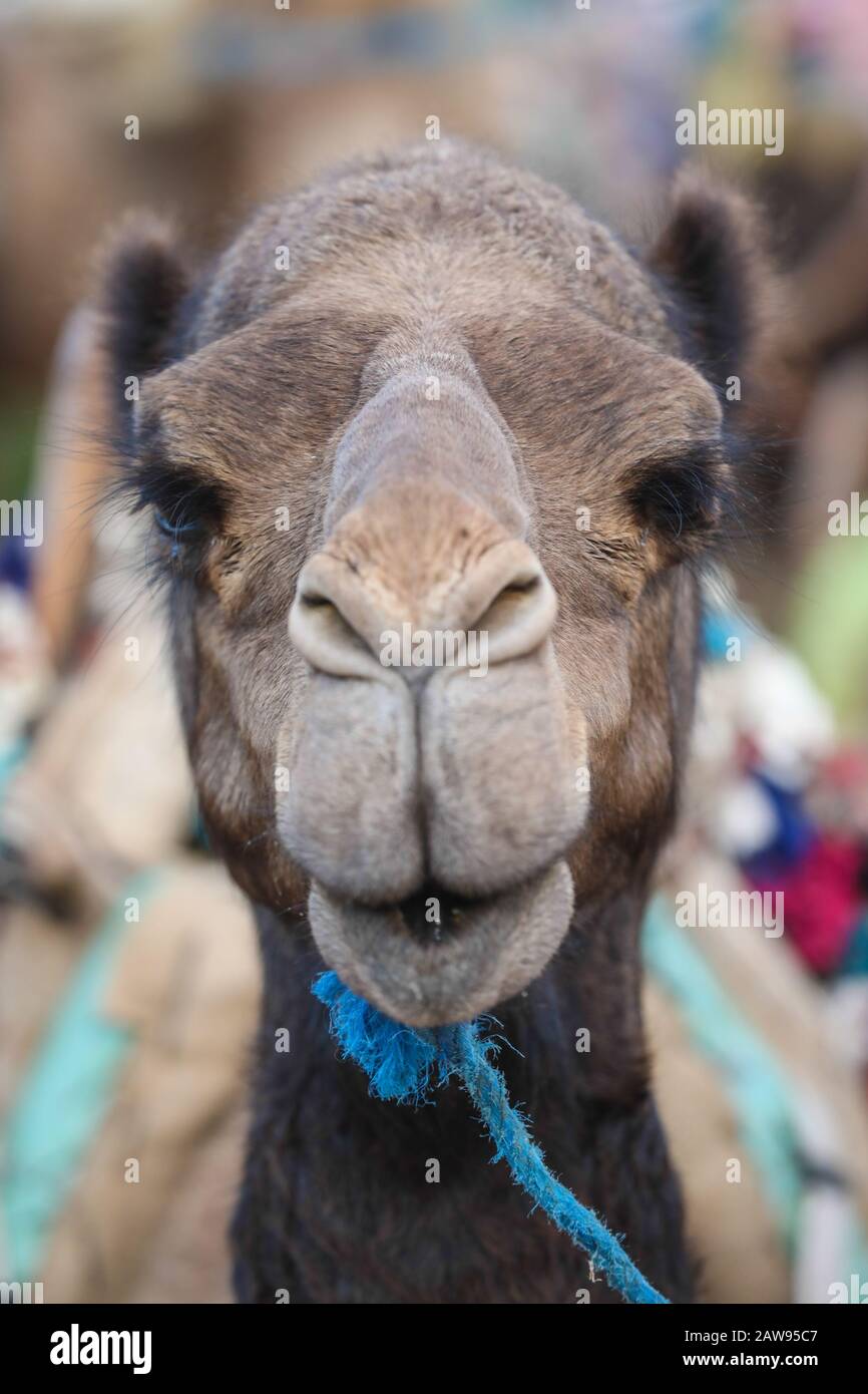 Camel face in Morocco Stock Photo - Alamy