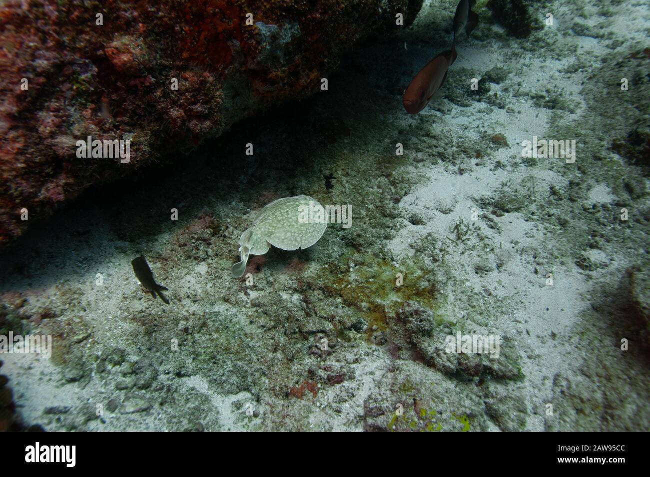 Electric ray maldives hi-res stock photography and images - Alamy