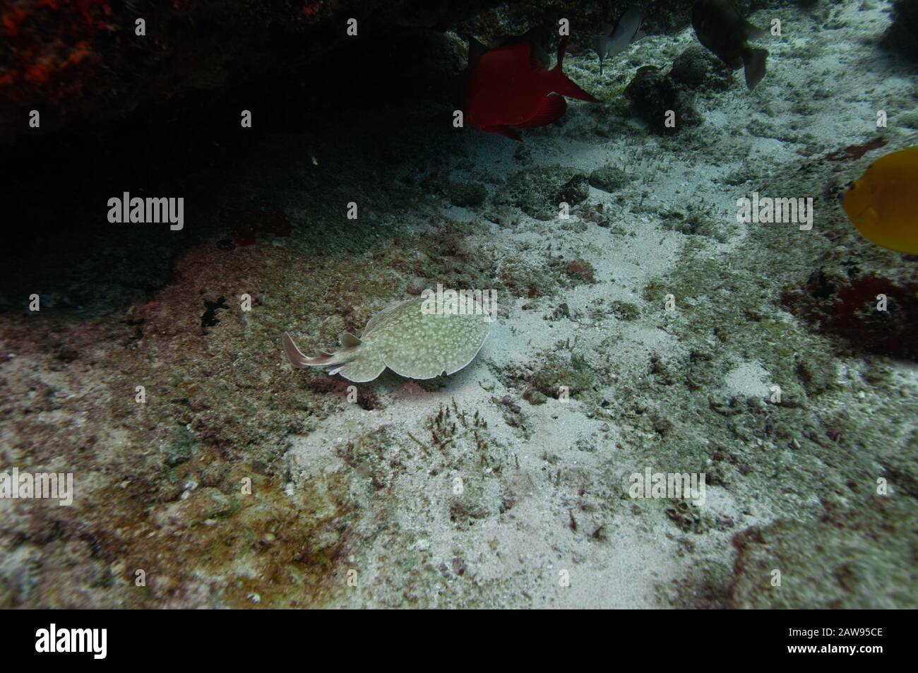 Electric ray free swimming on the reef (Torpedo marmorata Stock Photo ...